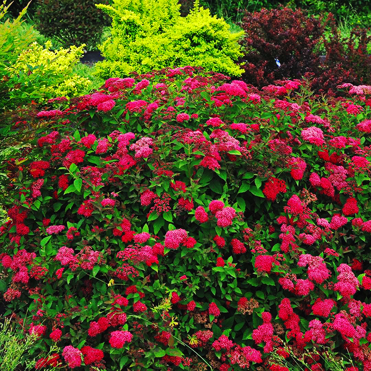 Double Play Doozie® Spirea For Sale Online | The Tree Center Double Play Doozie® Spirea For Sale Online | The Tree Center