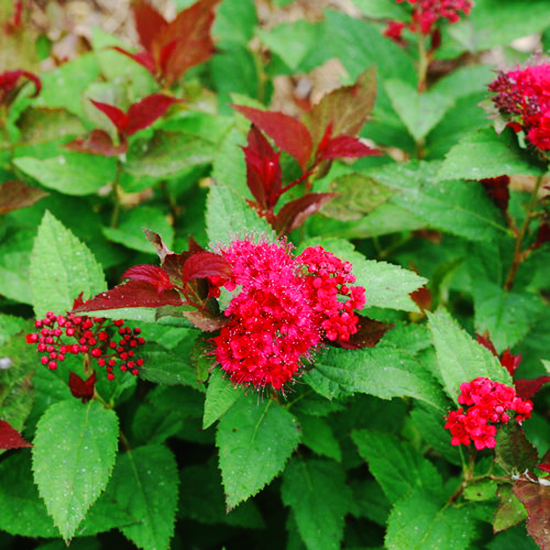 Double Play Doozie® Spirea For Sale Online | The Tree Center Double Play Doozie® Spirea For Sale Online | The Tree Center