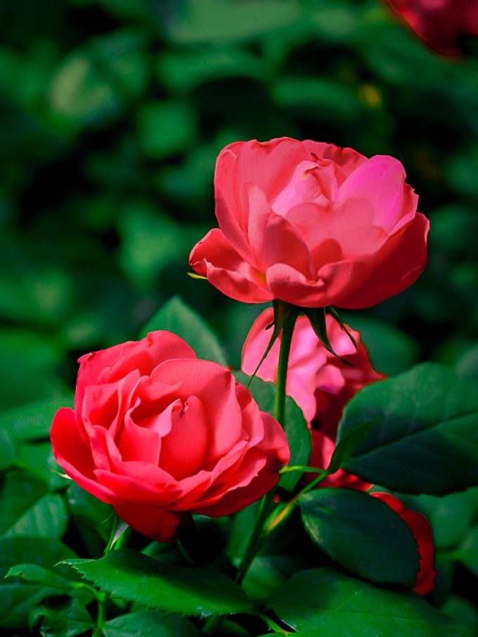 Oso Easy® Roses For Sale Online | The Tree Center