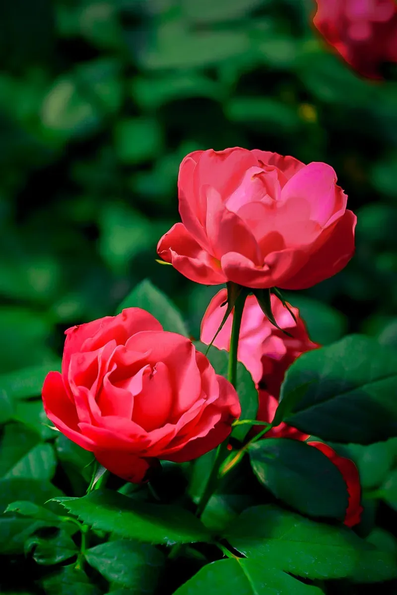 Double Red Rose