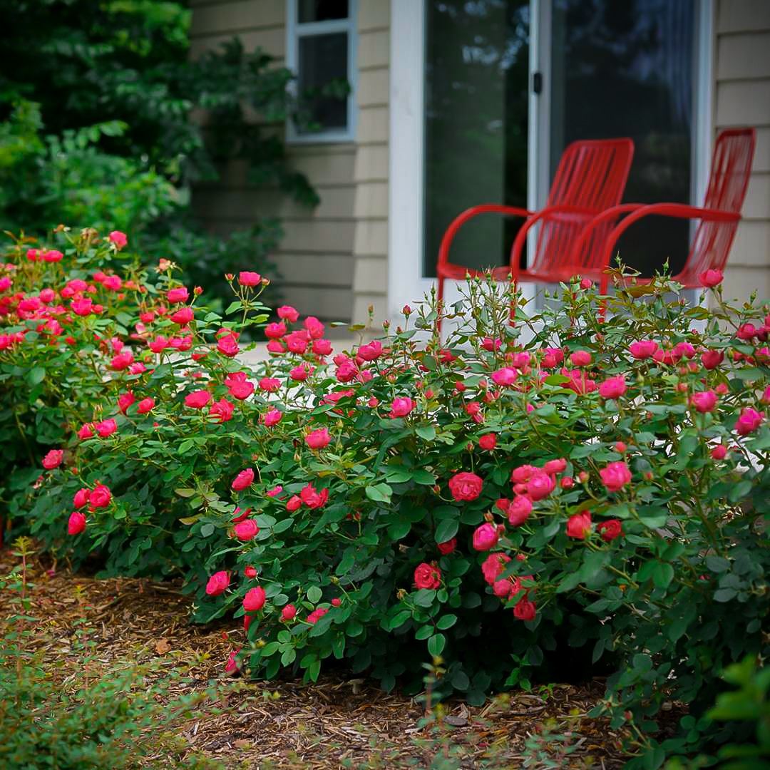 Double Red Oso Easy Landscape Rose Shrubs For Sale Online | The Tree Center