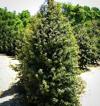Dragon Lady Holly Trees For Sale Online | The Tree Center