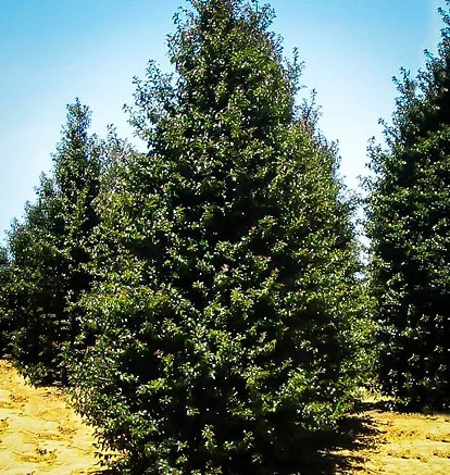 Dragon Lady Holly Trees For Sale Online | The Tree Center