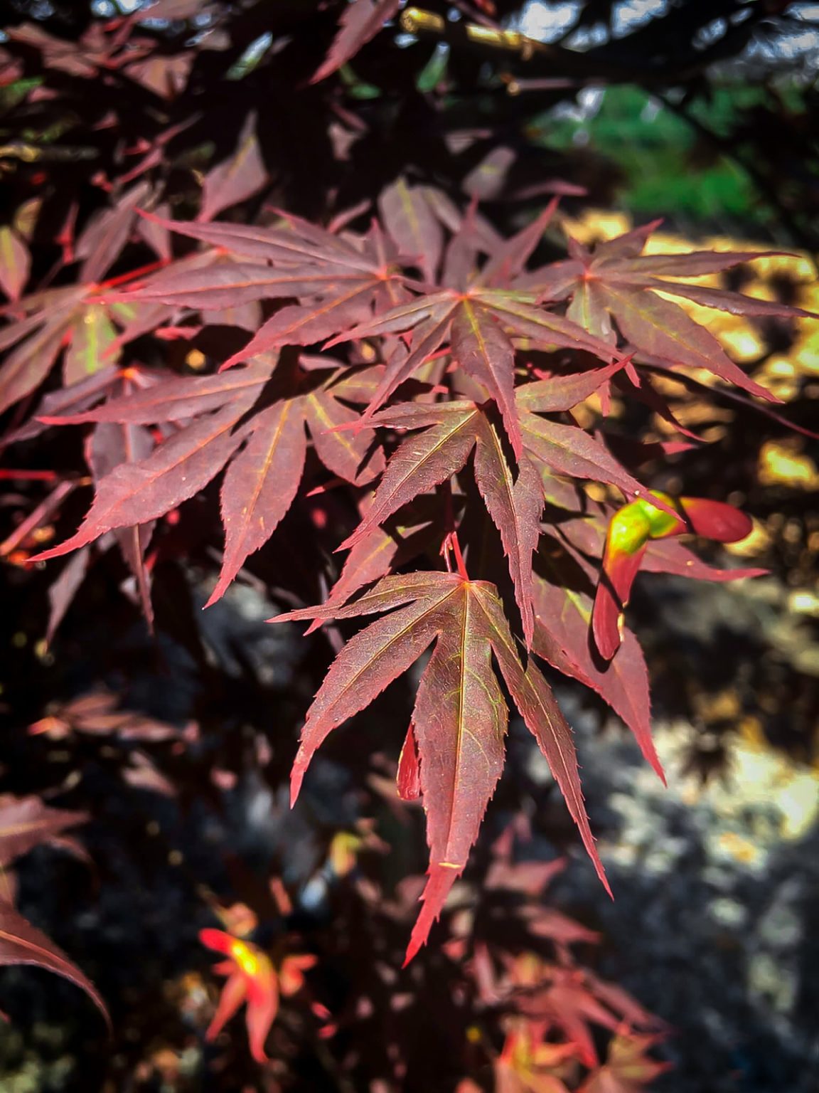 Dragon Tears Japanese Maple Trees For Sale Online | The Tree Center