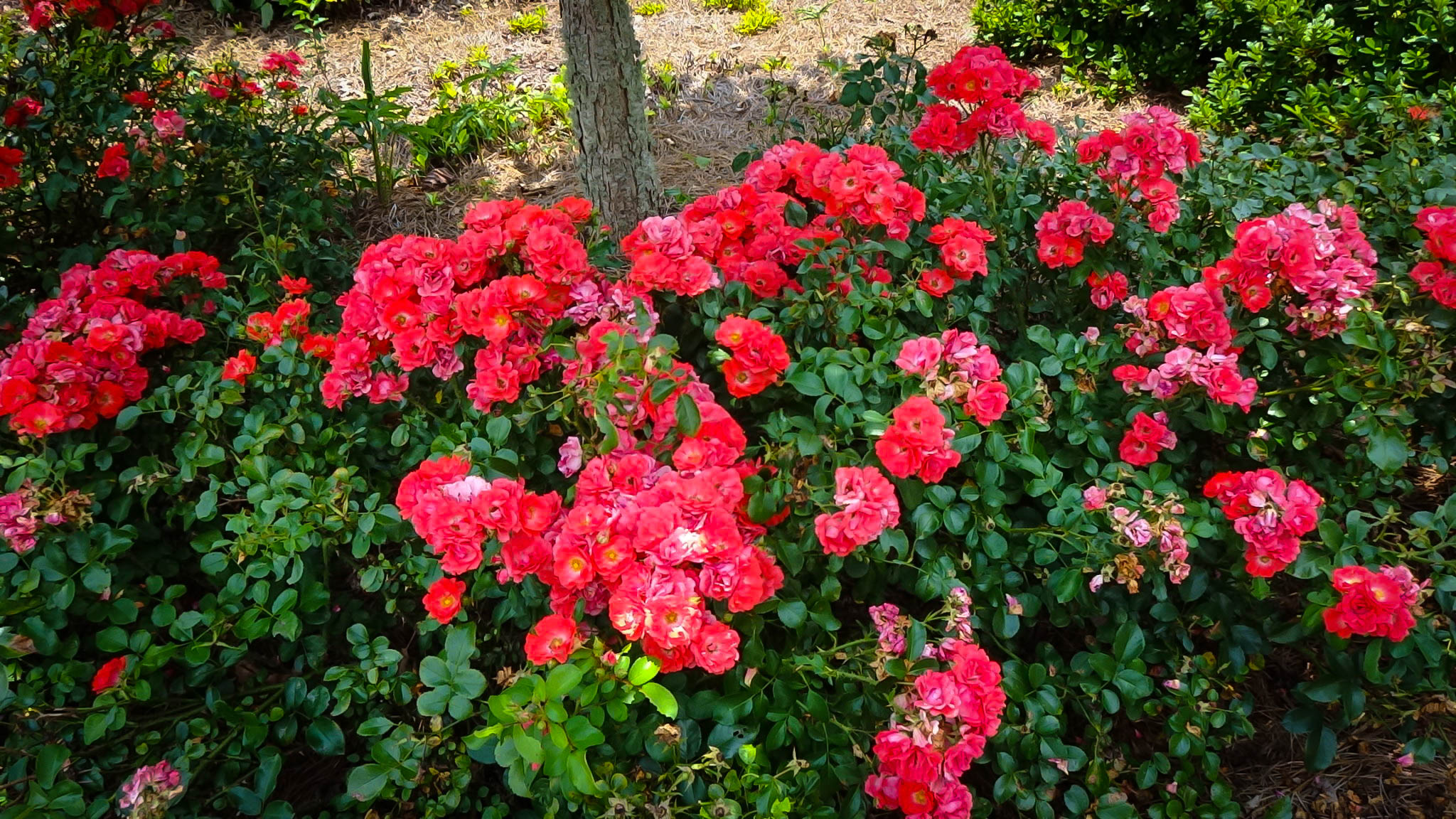 How To Plant A Drift Rose Bush at Mia Rooke blog