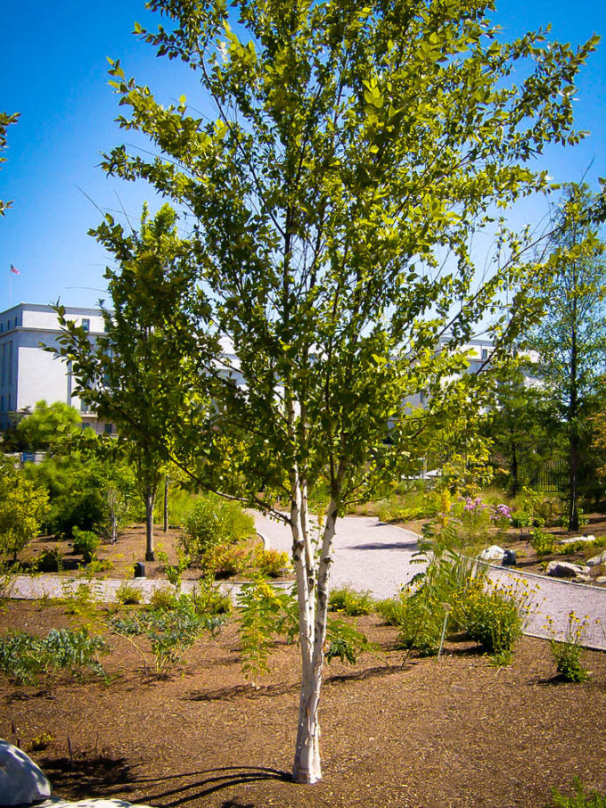 Dakota Pinnacle® Birch For Sale Online | The Tree Center