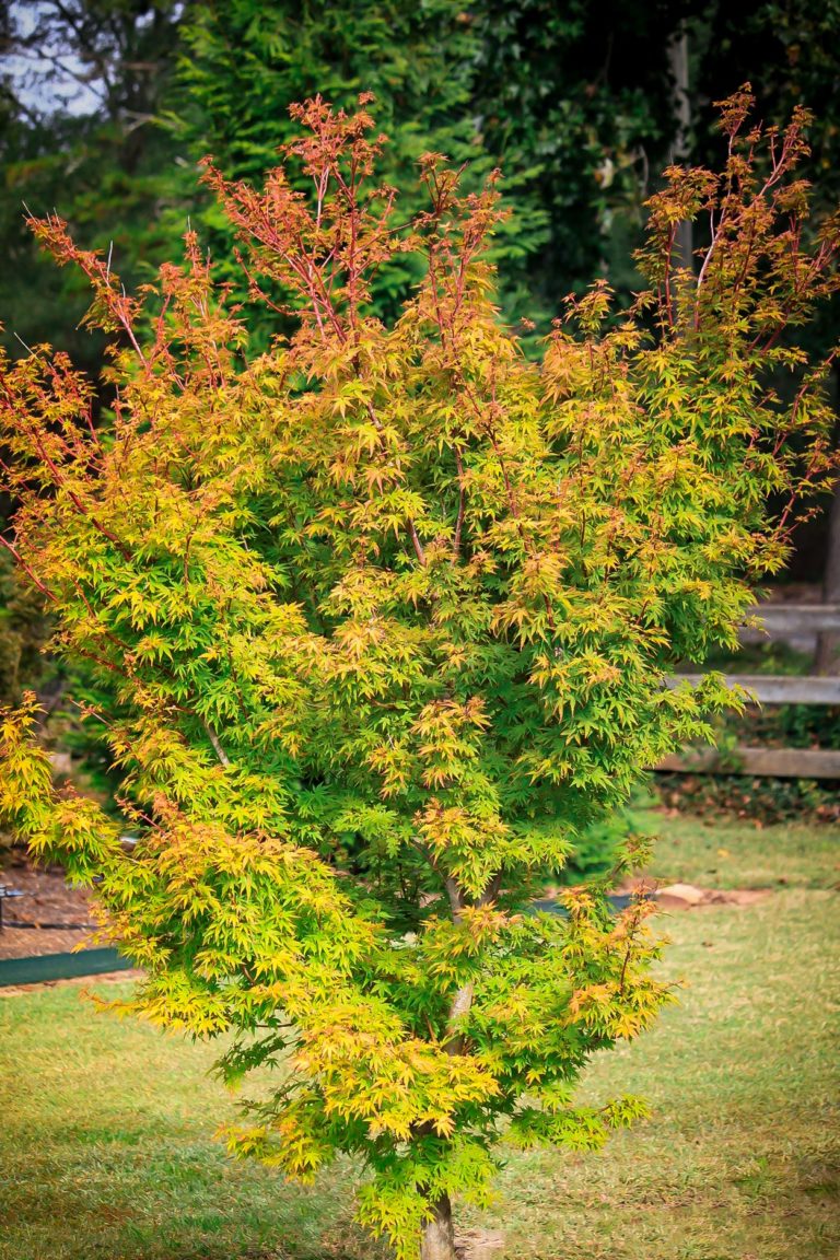 Dwarf Coral-Bark Japanese Maples For Sale Online | The Tree Center