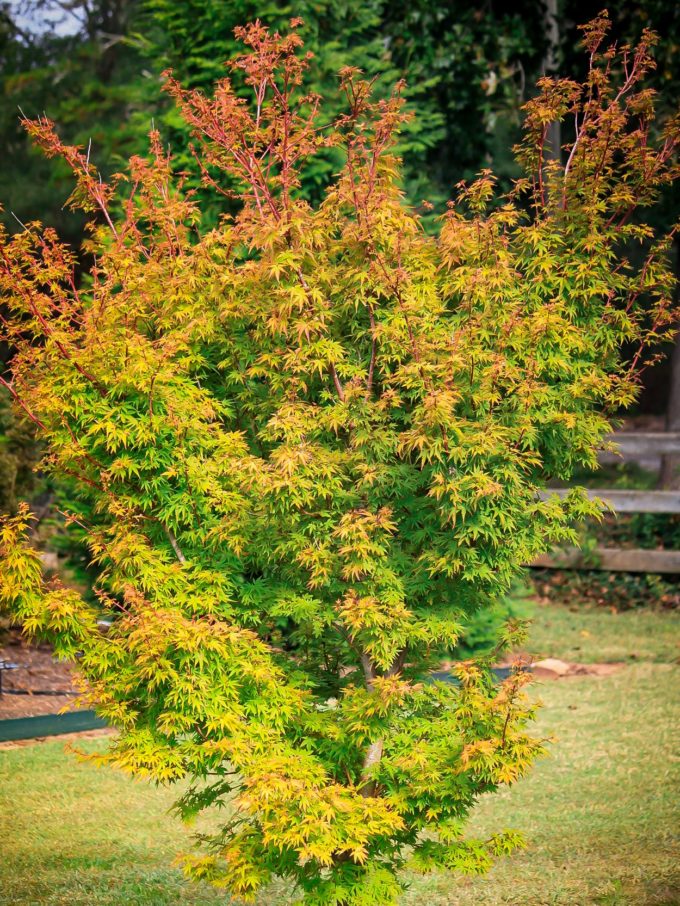 Japanese Maple Trees | Buy Japanese Maple Trees | The Tree Center
