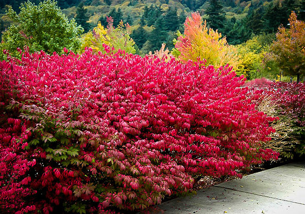 Dwarf Compact Burning Bush For Sale | The Tree Center