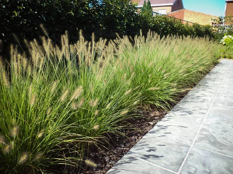 Dwarf Hameln Fountain Grass For Sale Online | The Tree Center