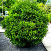 Dwarf Globe Japanese Cedar Trees For Sale | The Tree Center