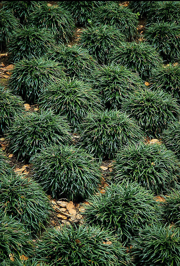 Mondo Grass For Sale Online | The Tree Center