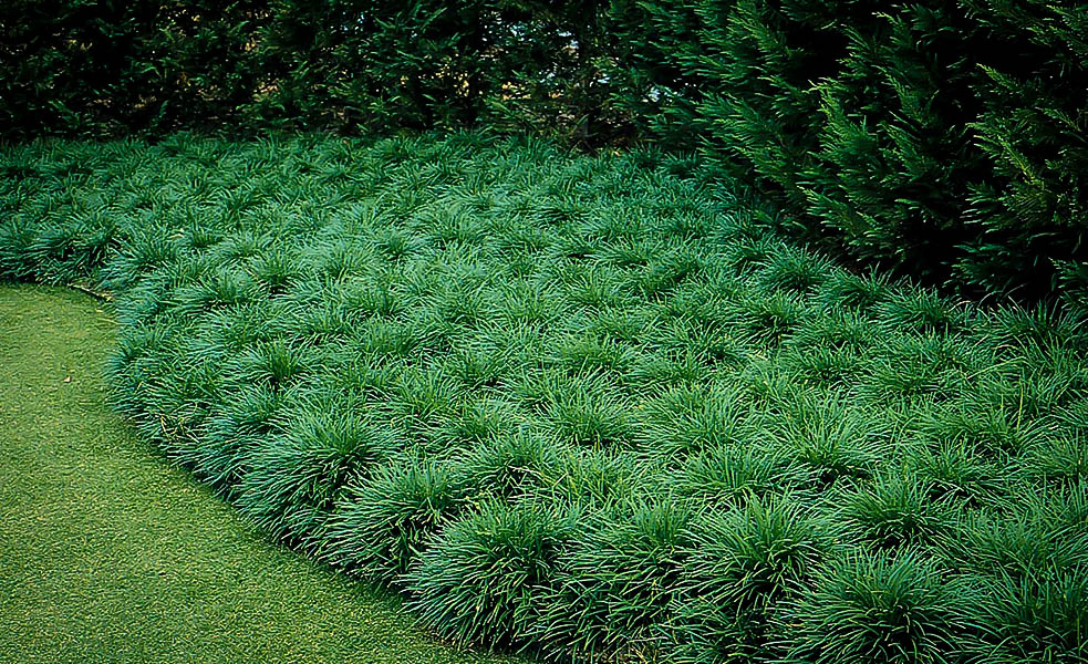 Mondo Grass For Sale Online | The Tree Center