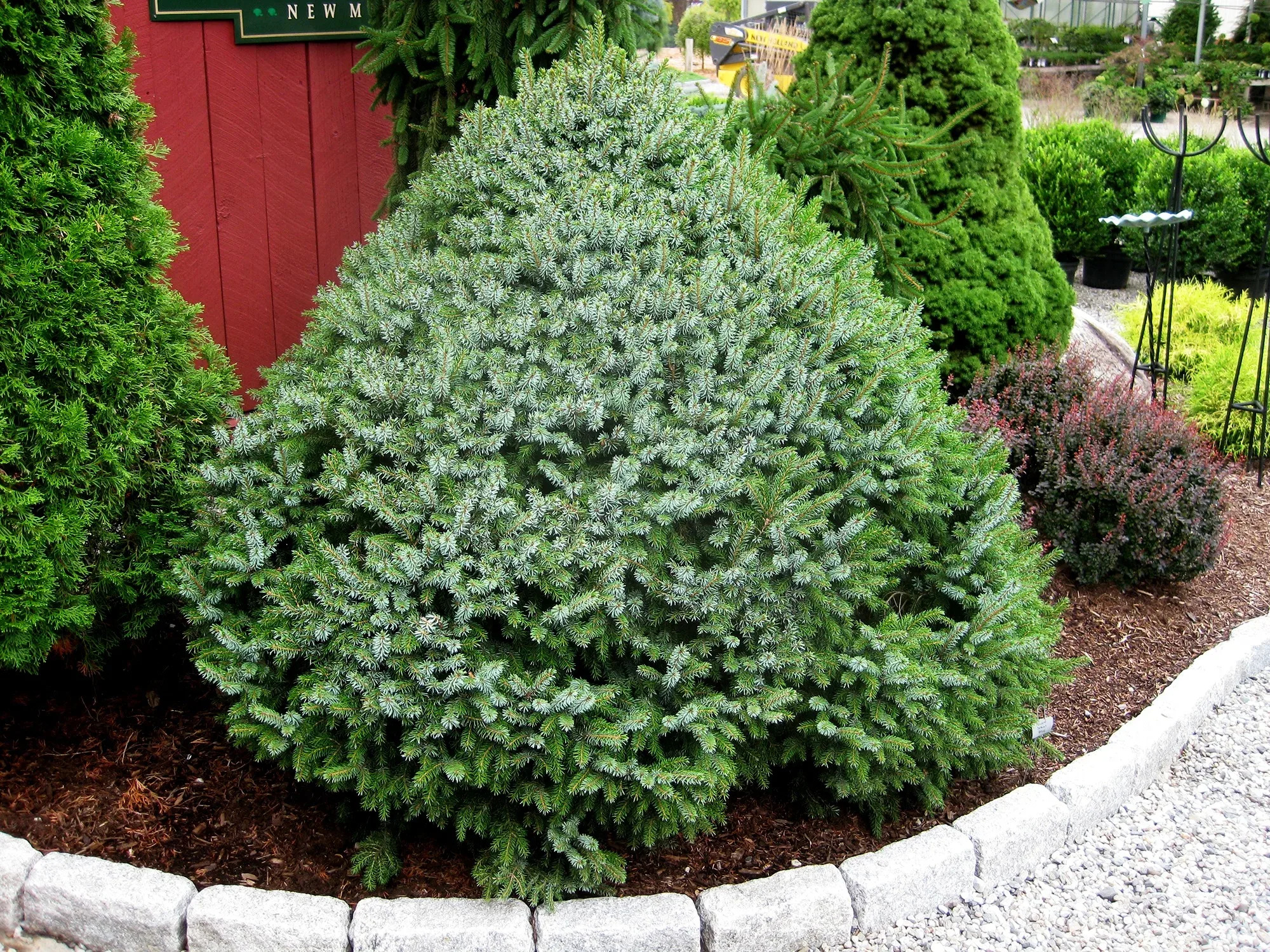 Dwarf Serbian Spruce Shrubs For Sale Online | The Tree Center