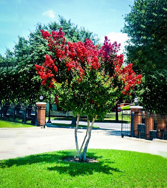 Dynamite Crape Myrtle For Sale Online | The Tree Center