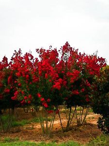 Dynamite Crape Myrtle For Sale Online | The Tree Center