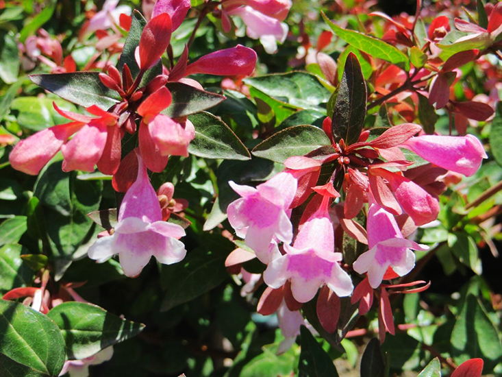 Edward Goucher Pink Abelia For Sale | The Tree Center