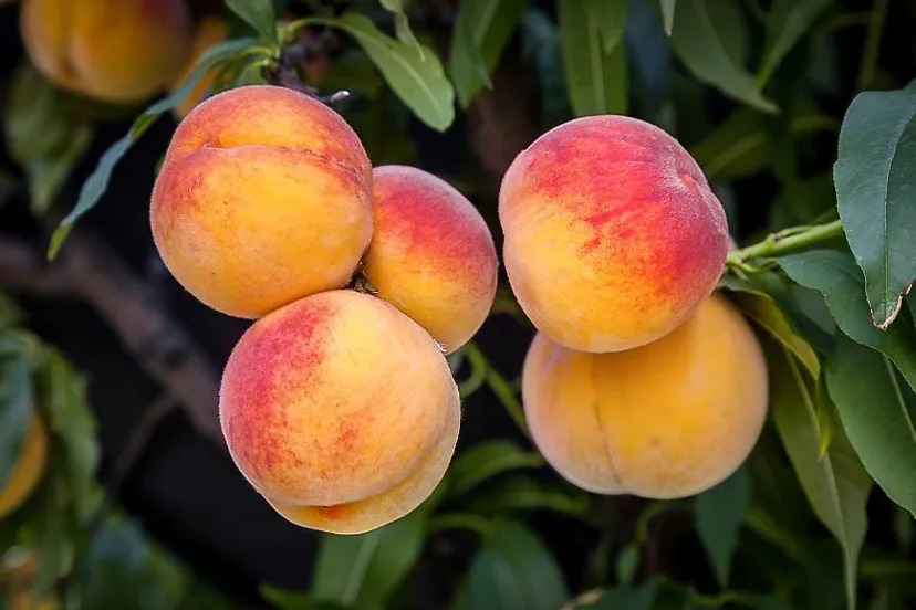 Elberta Peach Tree For Sale Online | The Tree Center