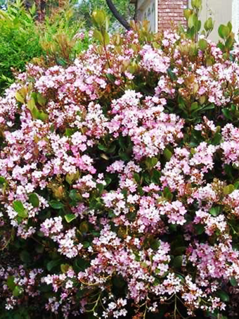 Eleanor Taber™ Indian Hawthorn For Sale Online | The Tree Center