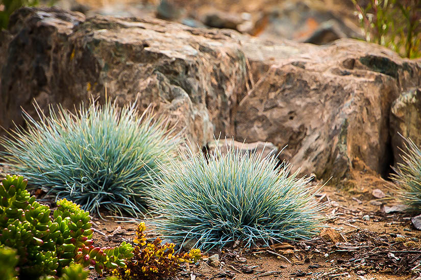 Elijah Blue Fescue Grass For Sale Online | The Tree Center