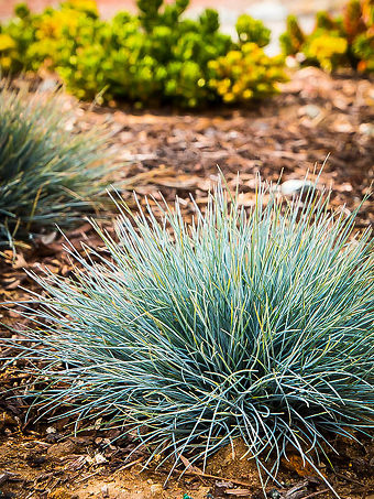 Boulder Blue Fescue For Sale Online | The Tree Center