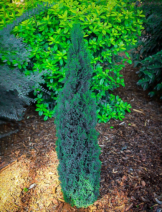 Ellwood's Pillar Lawson Cypress Trees For Sale Online | The Tree Center