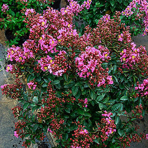 Enduring Summer Pink Crape Myrtles For Sale | The Tree Center