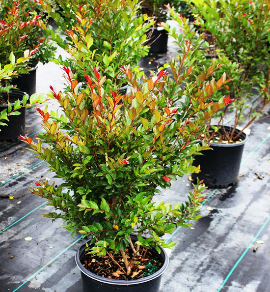 Buy Enduring Summer Red Crape Myrtle Trees Online | The Tree Center