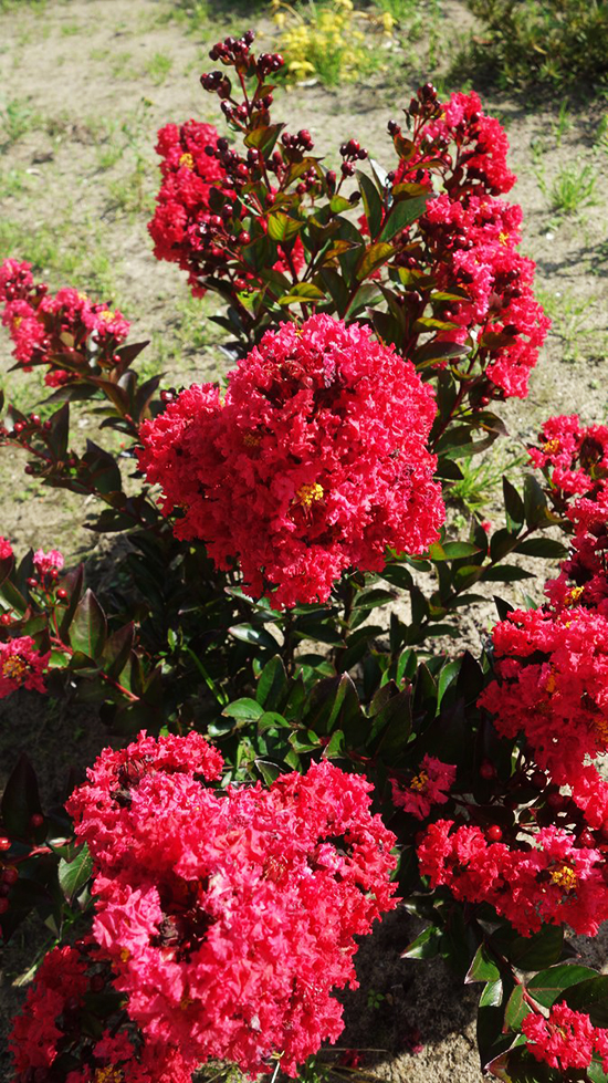Buy Enduring Summer Red Crape Myrtle Trees Online | The Tree Center