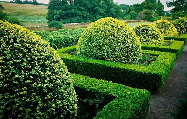 How to Choose the Right Boxwood for Your Garden | The Tree Center™