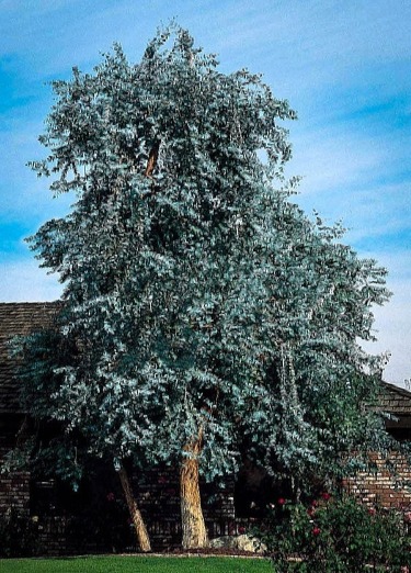 Different Types Of Evergreen Trees | Complete Buying Guide for ...