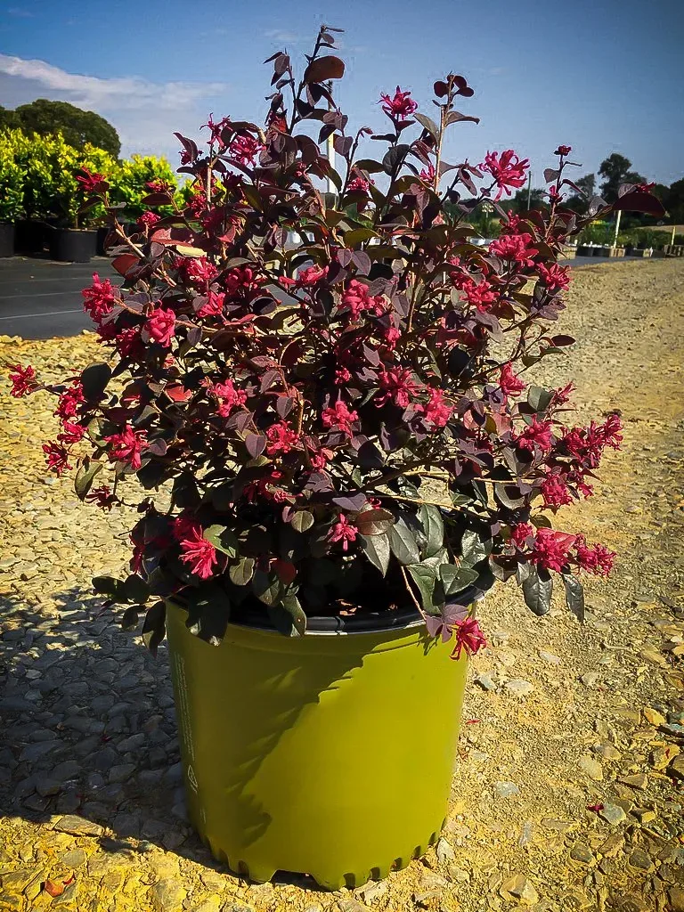 Ever Red Loropetalum For Sale Online