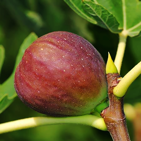 Everbearing Figs For Sale Online | The Tree Center