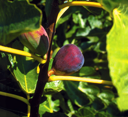 Everbearing Figs For Sale Online | The Tree Center