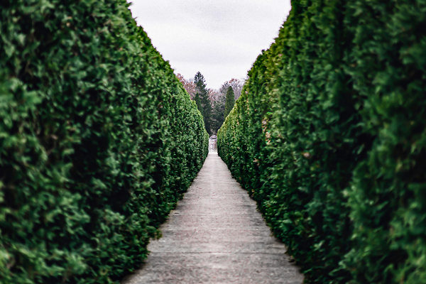 How to Plant Evergreen Hedges | The Tree Center™