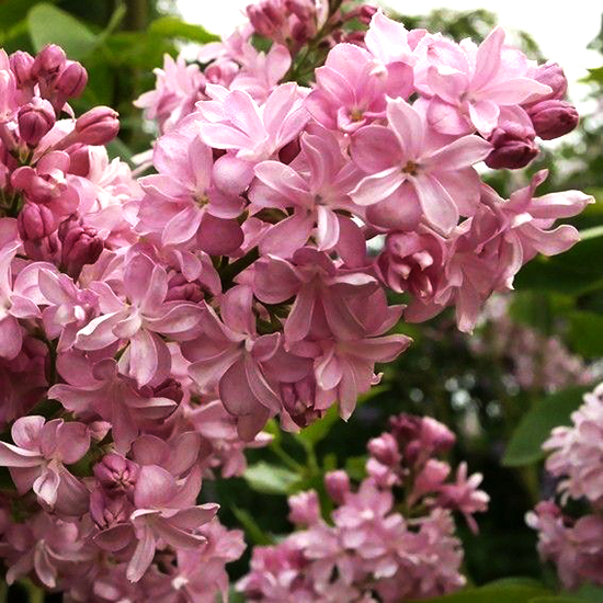 Edward J, Gardener Lilac For Sale Online | The Tree Center