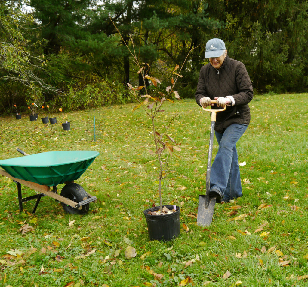 Fall – The Ideal Planting Season | The Tree Center™