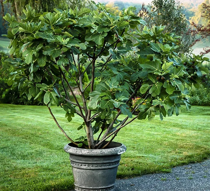 Black Mission Fig Trees For Sale | The Tree Center