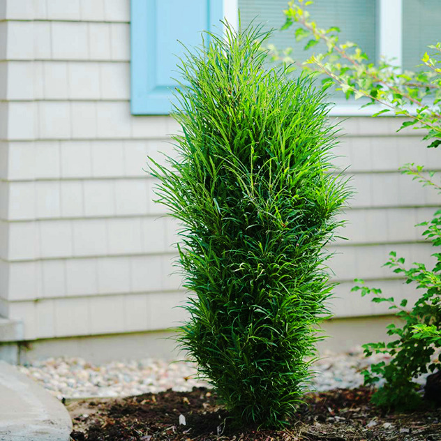 FINE LINE® Improved Buckthorns For Sale Online | The Tree Center