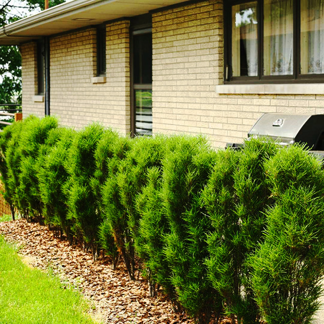 FINE LINE® Improved Buckthorns For Sale Online | The Tree Center