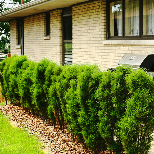 FINE LINE® Improved Buckthorns For Sale Online | The Tree Center
