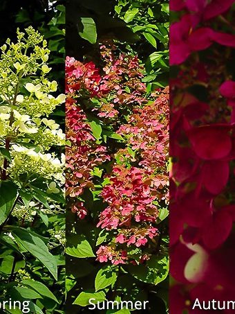 Cardinal Red Hydrangeas For Sale Online | The Tree Center
