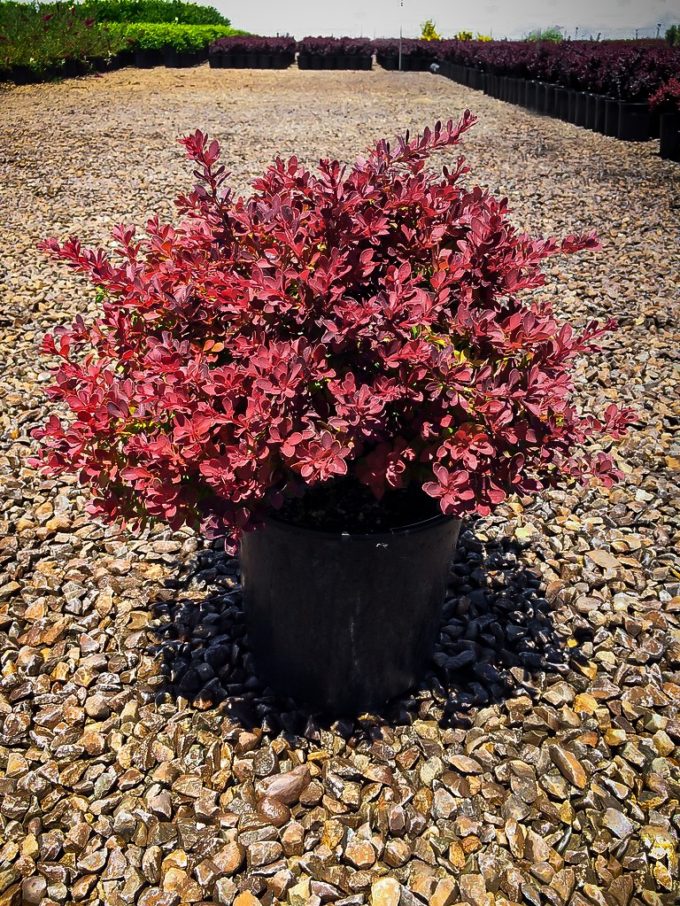 Lime Glow Japanese Barberry Shrubs For Sale | The Tree Center