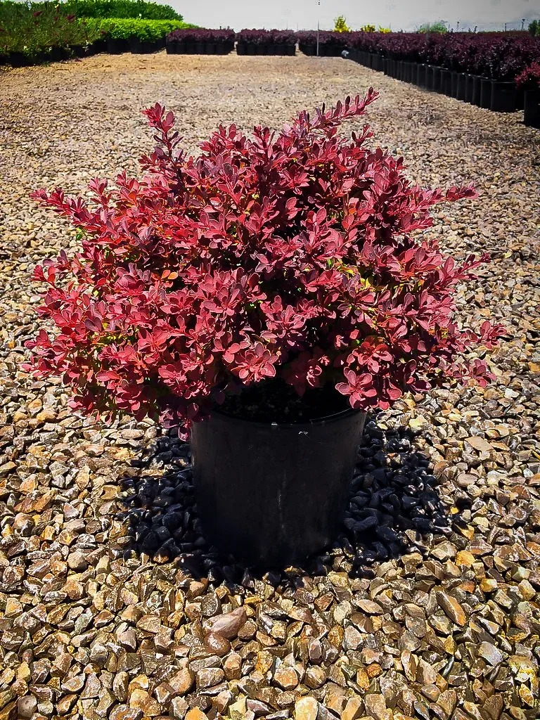 Barberry Bush Shrubs For Sale Online | The Tree Center