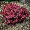 Fireball Japanese Barberry Shrubs For Sale Online | The Tree Center