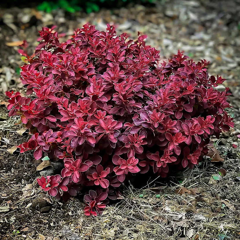 Fireball Japanese Barberry Shrubs For Sale Online | The Tree Center