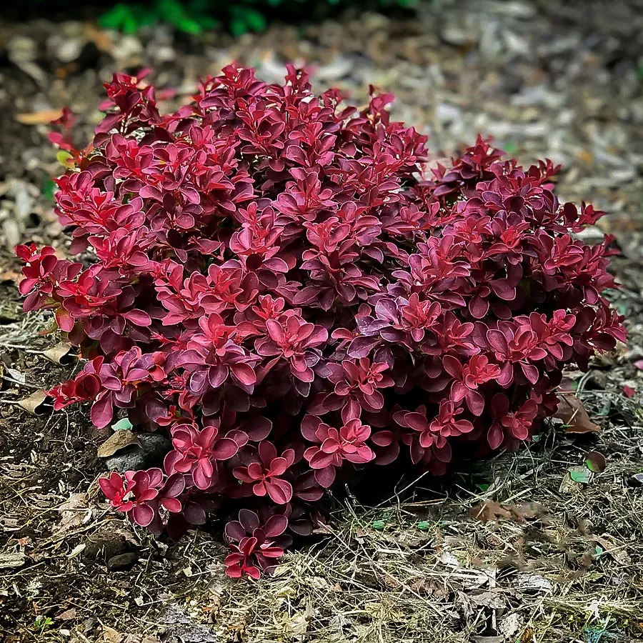 Fireball Japanese Barberry Shrubs For Sale Online | The Tree Center