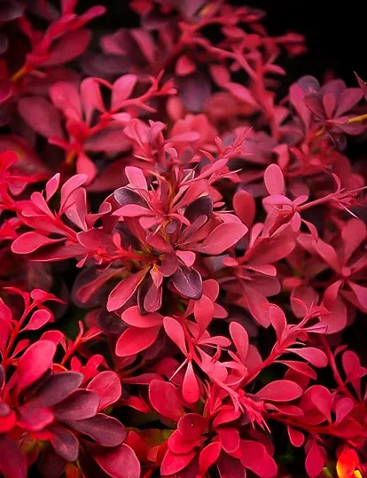 Fireball Japanese Barberry Shrubs For Sale Online | The Tree Center