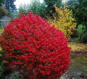 Fire Ball Burning Bush For Sale Online | The Tree Center