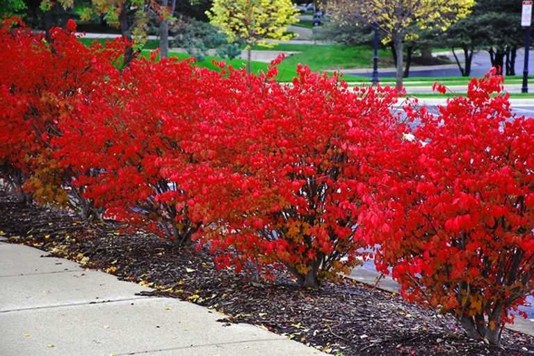 Fire Ball Burning Bush For Sale Online | The Tree Center